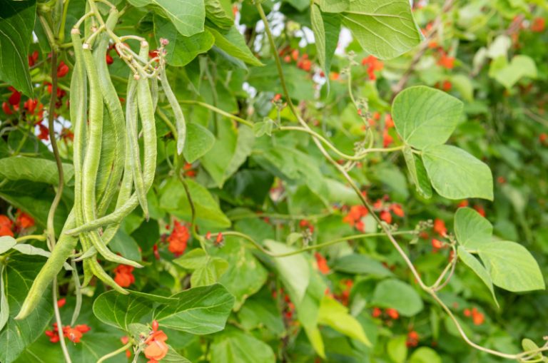 How To Grow Runner Beans - Grow Your Own UK